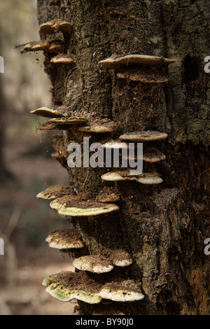 Cypress trees on Santa Fe River, Florida, USA Stock Photo - Alamy