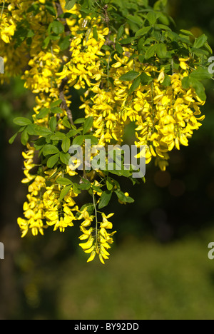 Seed from the very poisonous Golden chain tree Laburnum, anagyroides ...