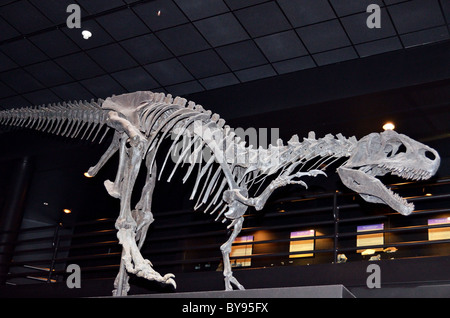 Allosaurus skeleton. Museum of Rockies. Bozeman, Montana, USA Stock ...
