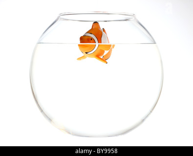 Clown fish, Nemo, in a fish bowl Stock Photo - Alamy