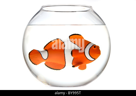 Clown fish, Nemo, in a fish bowl Stock Photo - Alamy