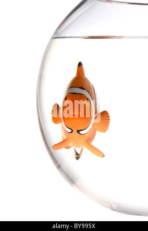 Clown fish, Nemo, in a fish bowl Stock Photo - Alamy