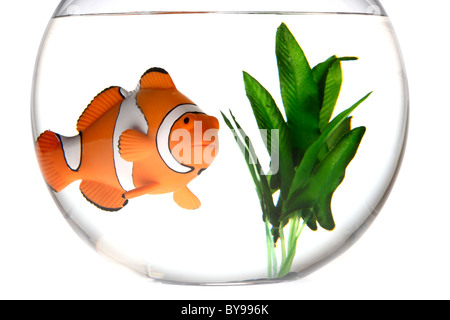 Clown fish, Nemo, in a fish bowl Stock Photo: 34010847 - Alamy