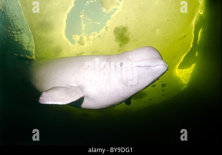 Beluga Whale under Ice, Delphinapterus leucas, White Sea, Karelia ...