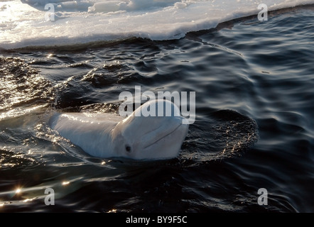 Beluga whale in the ice-hole. White whale (Delphinapterus leucas) White ...