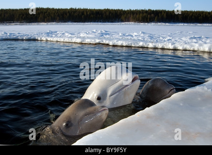 Beluga whale in the ice-hole. White whale (Delphinapterus leucas) White ...