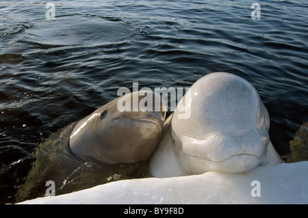 Beluga whale in the ice-hole. White whale (Delphinapterus leucas) White ...