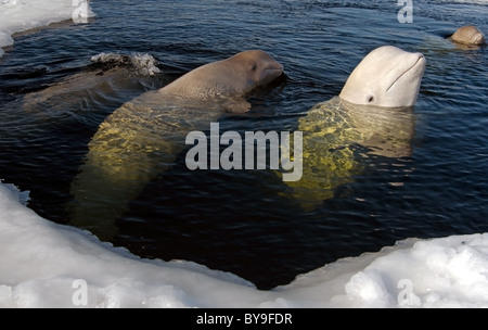 Beluga whale in the ice-hole. White whale (Delphinapterus leucas) White ...