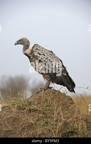 Ruppell's vulture (Gyps rueppellii) on a treetop. This large vulture ...