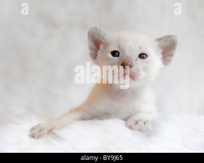 3 week old siamese kitten Stock Photo - Alamy