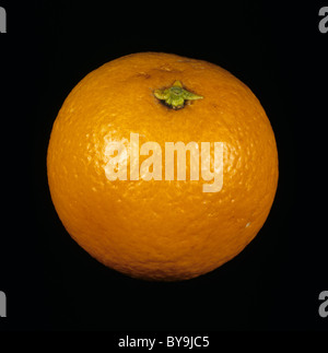 Whole citrus rootstock fruit of a trifoliate orange (Poncirus ...