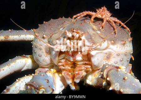 young Red King crab (Paralithodes camtschaticus) sits on a starfish ...