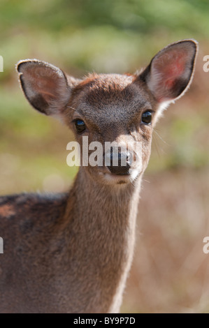 Red deer management. Deer breeding in captivity. Keeping wild animals ...