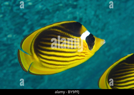 Striped fish butterfly (Chaetodon fasciatus), Red sea, Egypt Stock ...