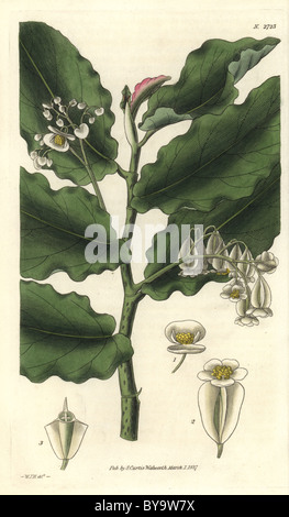 Begonia undulata. . Waved-leaved begonia with white flowers from Brazil ...