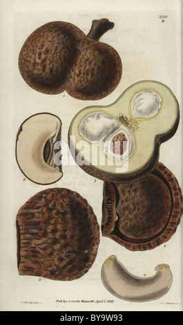 Caryocar nuciferum Souari or butter-nut plant Stock Photo - Alamy