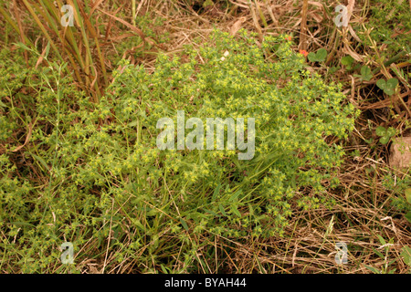 dwarf spurge, little spurge (Euphorbia exigua), blooming, Germany ...