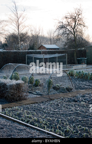 Crop Protection Netting over Brassicas supported plastic flower pots on ...
