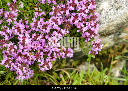 Wild Thyme (Thymus polytrichus), Wharfedale, Yorkshire Dales, UK Stock ...