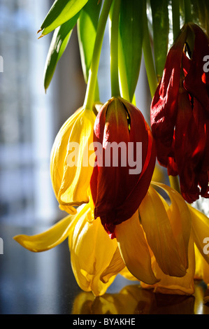 Photographs of hanging tulips from a vase indoors in sunlight Stock ...
