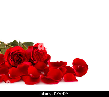 two red roses isolated on a white background Stock Photo - Alamy