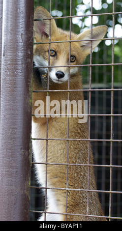 Fox In The Cage Stock Photo - Alamy
