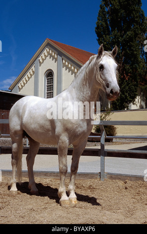 Lipizzaner stud farm in Piber in Styria - Lipizzaners have been bred ...