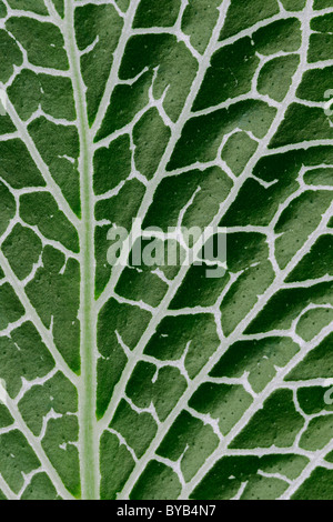 Leaf structure of a begonia (Begonia spp Stock Photo - Alamy