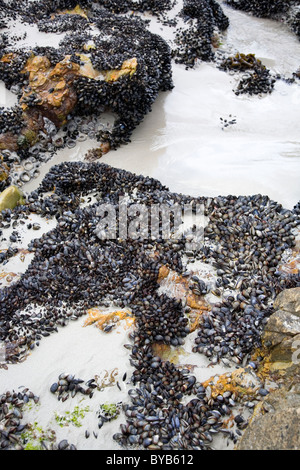 Wild blue mussels, Mytilus edulis, growing on the rocks in the ...