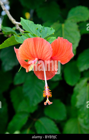 Maui .Hawaii islands ,USA Hibiscus flowers in various colours 11 ...