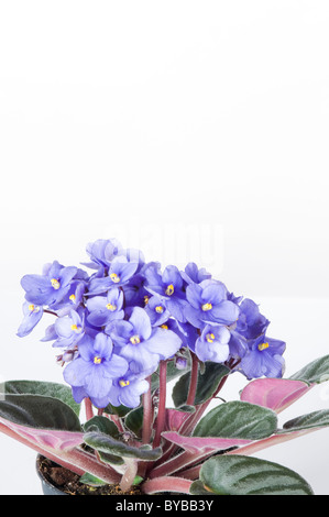 Violet viola flowers isolated over white background with copy space ...