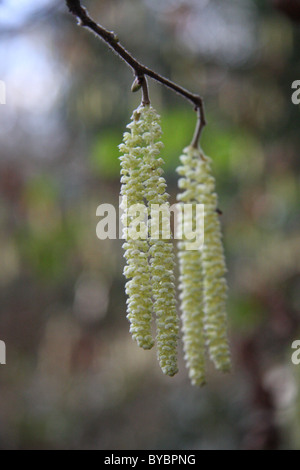 Catkins in the spring in the wood Stock Photo - Alamy