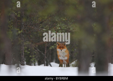 Red fox Vulpes vulpes in a pine tree forest with a bushy tail in ...