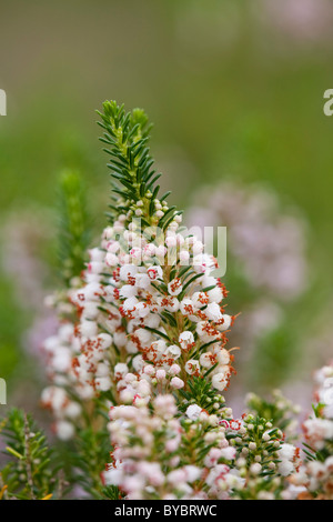 Cornish Heath; Erica vagans; Lizard; Cornwall Stock Photo - Alamy