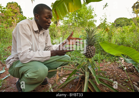 Pineapple growing at a farm on Zanzibar island, Tanzania Stock Photo ...