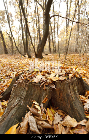 Big broken tree trunk stump isolated on white background. Stump of ...