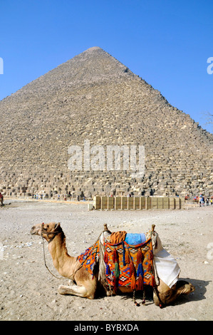 Pyramid and camel Stock Photo - Alamy