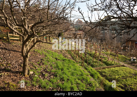 Danny Woo International Community Garden, International District ...