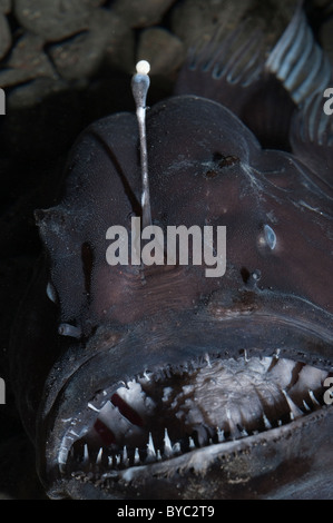 deep sea anglerfish or black seadevil, Diceratias pileatus, Hawaii ...