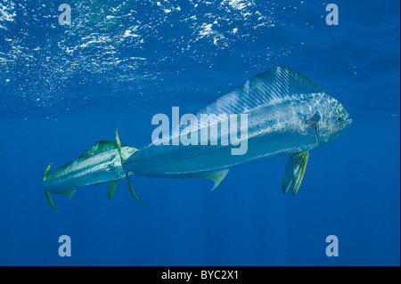 dorado, mahi mahi, or dolphin fish, Coryphaena hippurus, Isla Mujeres ...