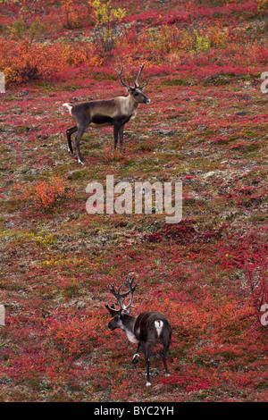 Caribou; North America; United States; Alaska; Denali National Park ...