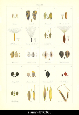 Farm Weeds (1906): their seeds [detail], illustrated by Norman Criddle ...