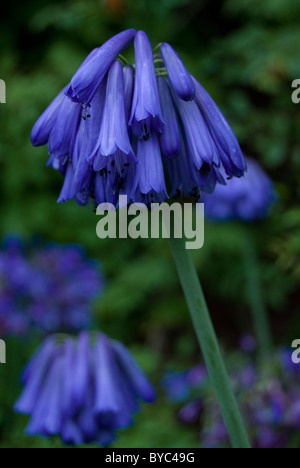 Agapanthus inapertus 'Hollandii' Stock Photo - Alamy