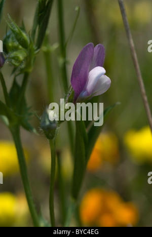Vicia bithynica L L Stock Photo - Alamy