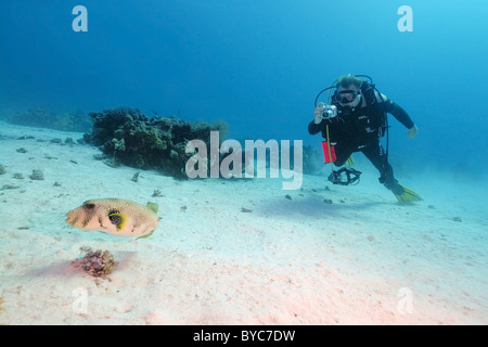 Star blaasop, blacklined blowfish, Blackspotted puffer or Starry ...