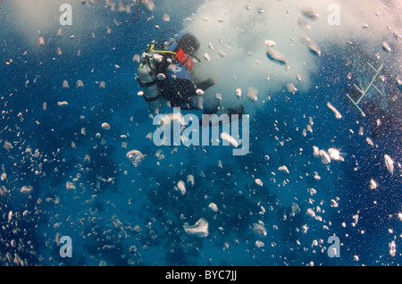 A scuba diver jumping into the Red Sea from a dive boat Stock Photo - Alamy
