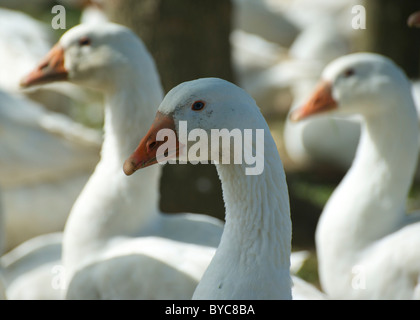 Flock of Embden geese in Devon countryside Stock Photo - Alamy