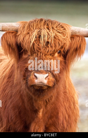 Bull,Bullock, Animal, beast Stock Photo - Alamy