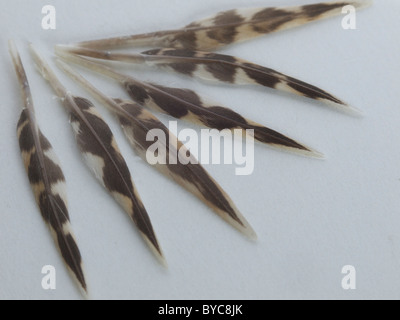 Woodcock pin feathers in a hat band.England UK Stock Photo - Alamy