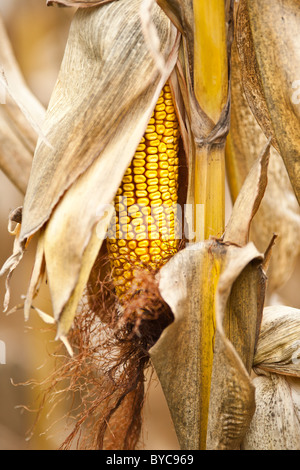 Traditional bio corn on the cob with vibrant colors Stock Photo - Alamy